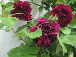 NYCITYWOMAN | The Promiscuous Gardener - NYCITYWOMAN