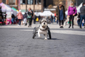 NYCITYWOMAN | Paws-a-tively Ready for Their Close-Ups - NYCITYWOMAN